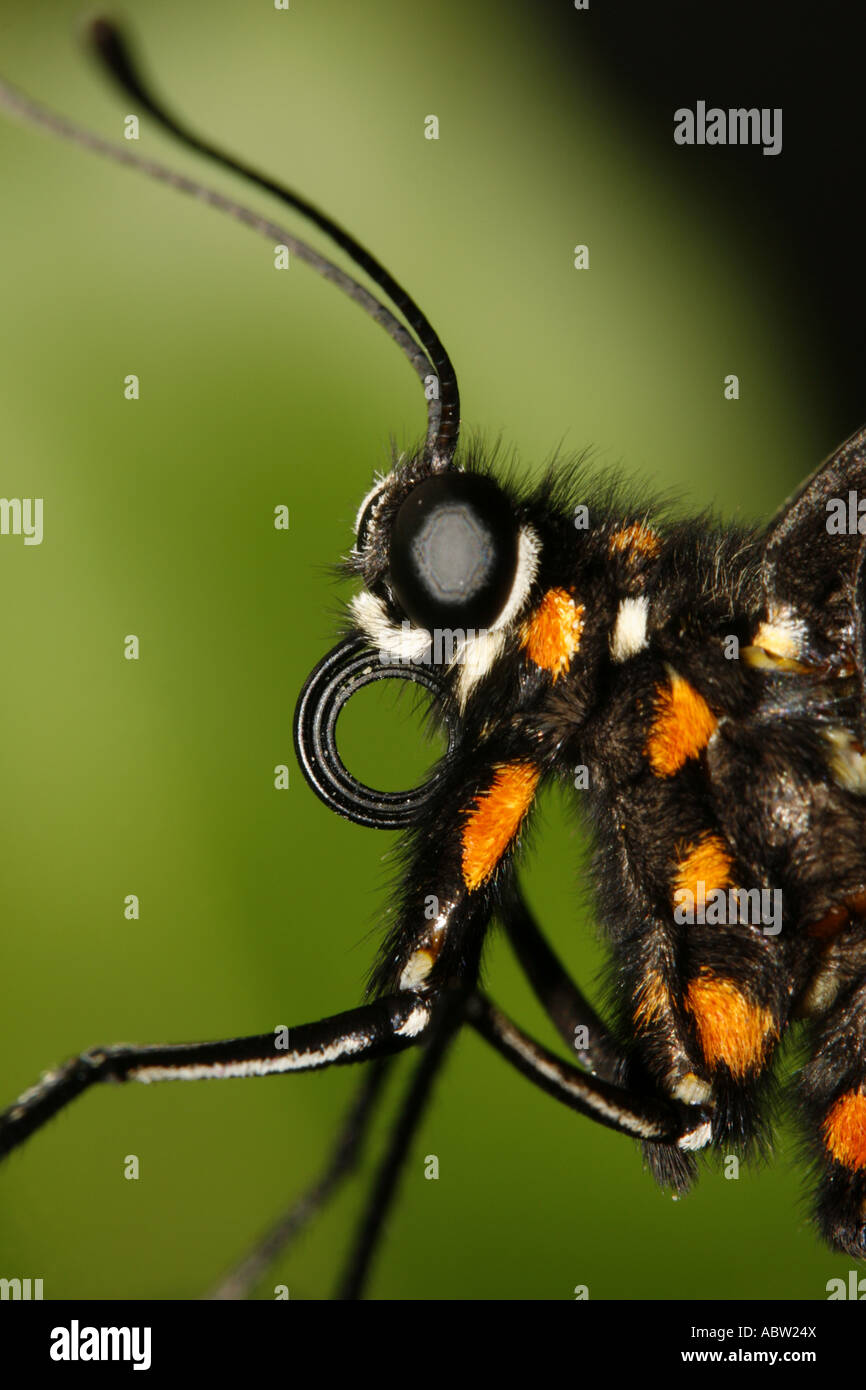 Gold rim swallowtail hi-res stock photography and images - Alamy