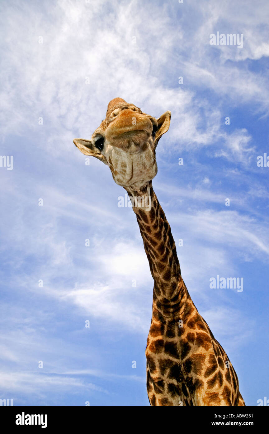Giraffe Feet High Resolution Stock Photography and Images - Alamy