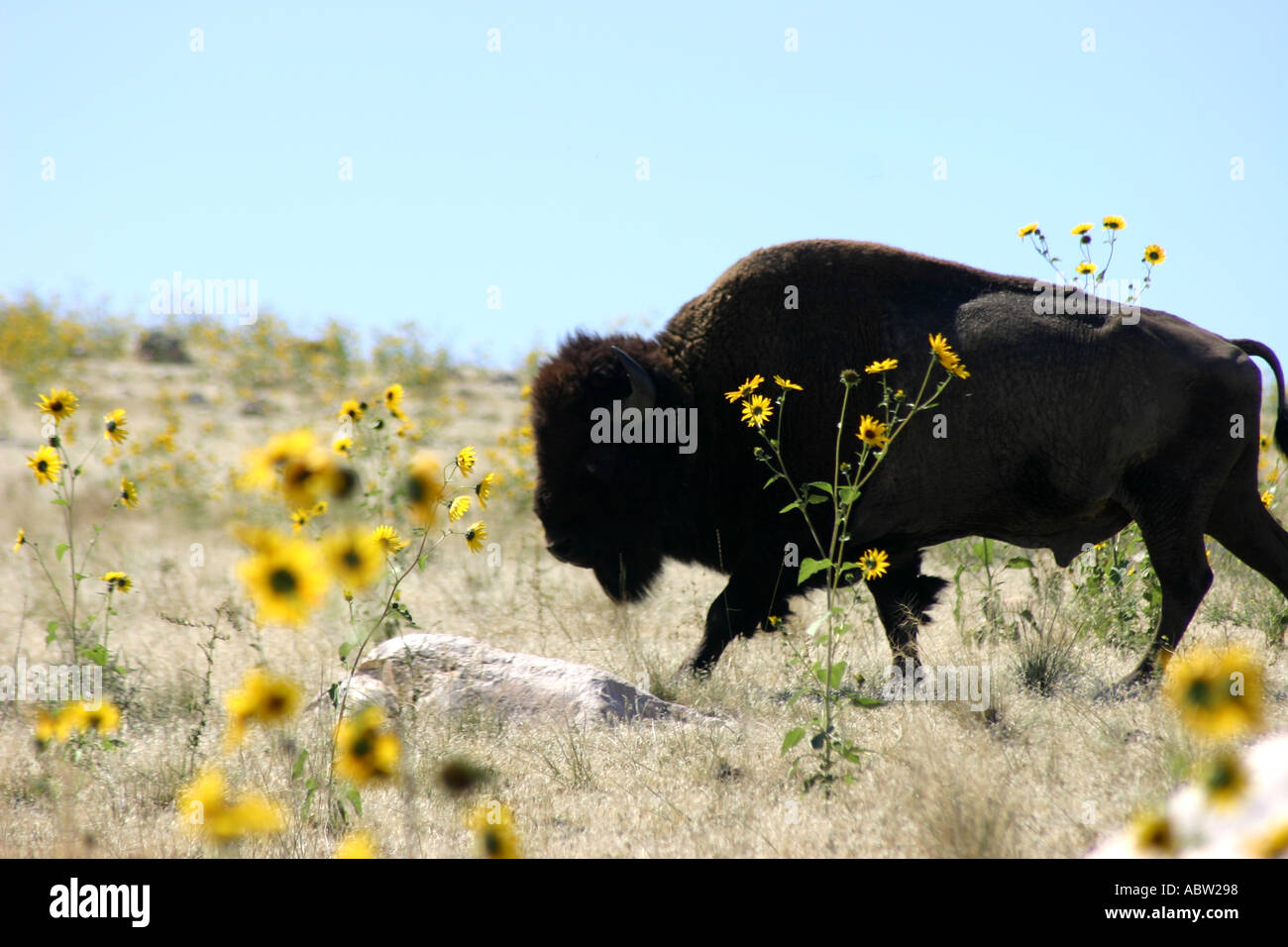 Buffalo Antelope Island Utah Stock Photo - Alamy