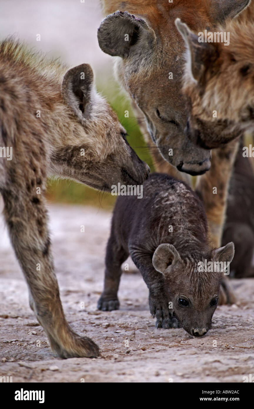 Spotted hyena den site hi-res stock photography and images - Alamy