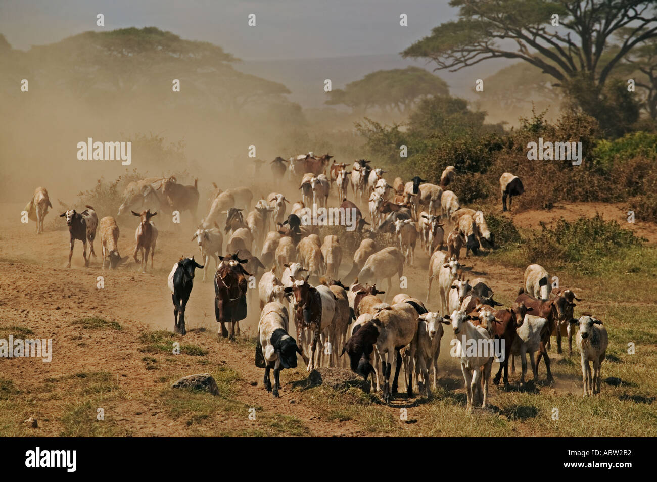 Overgraze africa hi-res stock photography and images - Alamy