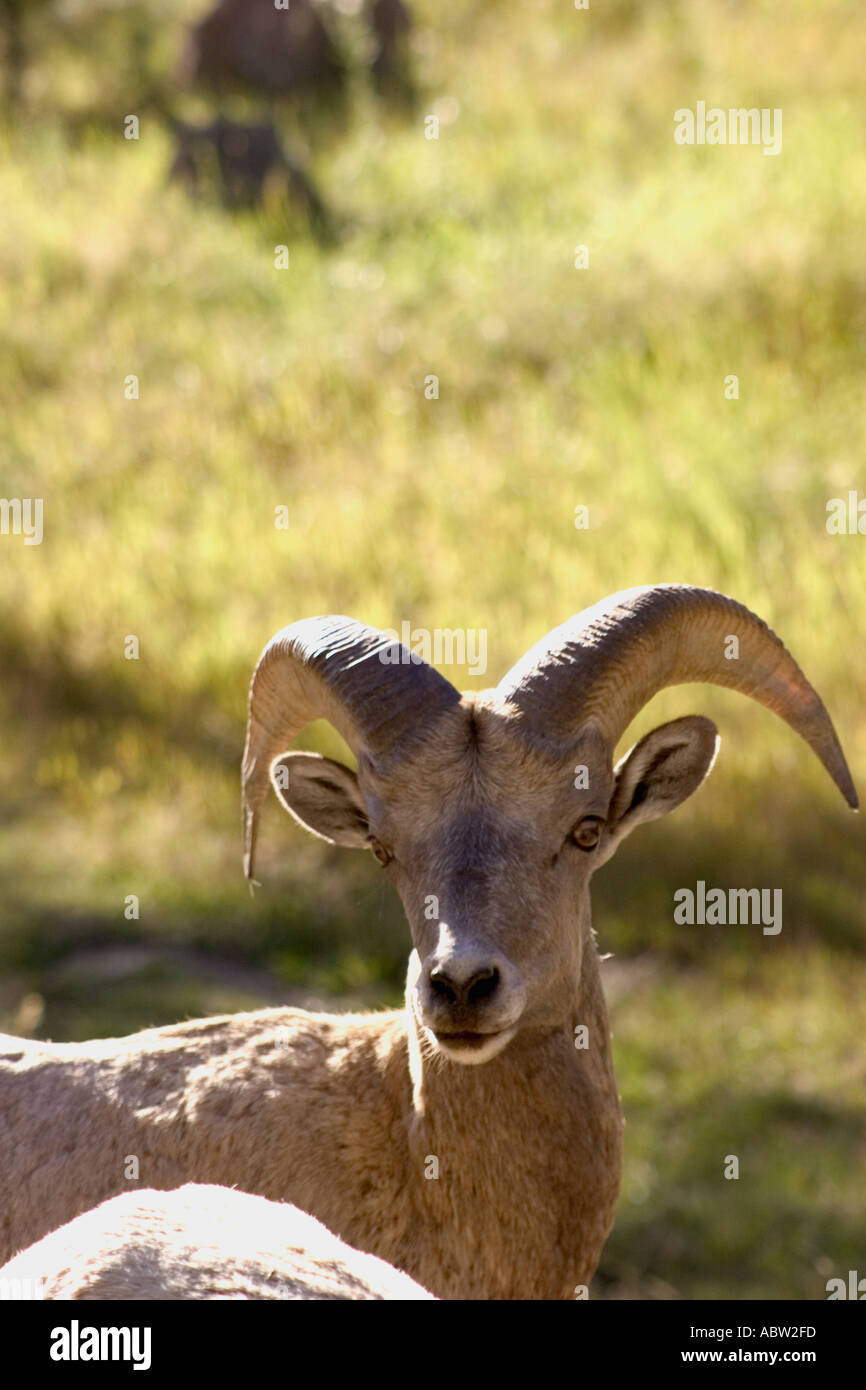 Big Horn Sheep Stock Photo - Alamy