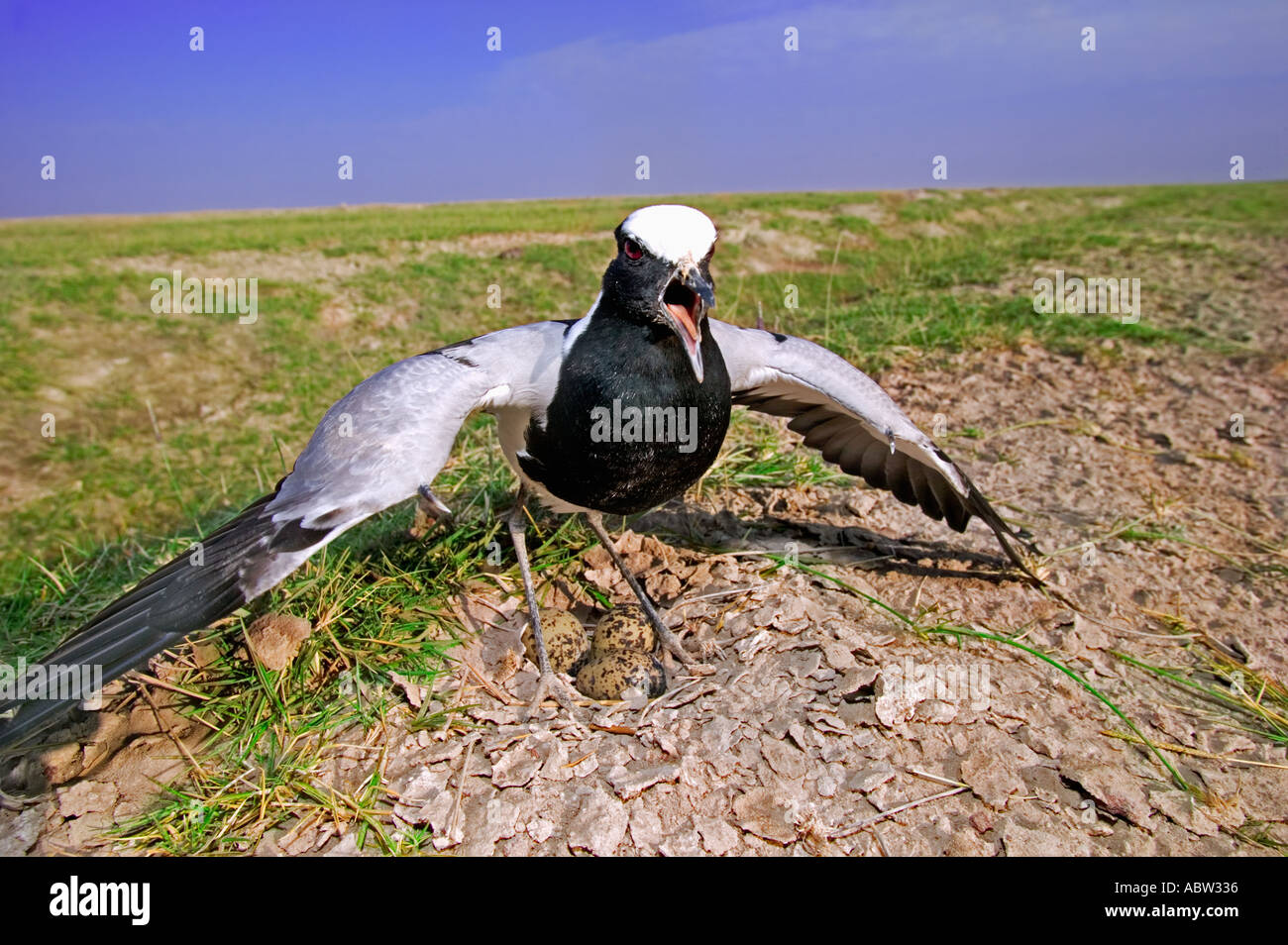 Plover bird hi-res stock photography and images - Alamy