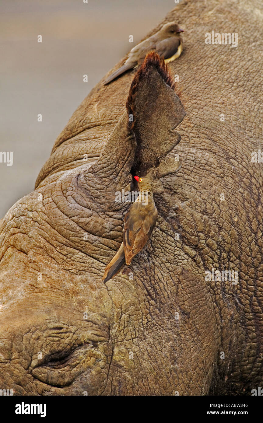 Black Rhinoceros Diceros bicornis Adult bull with redbilled oxpeckers ...