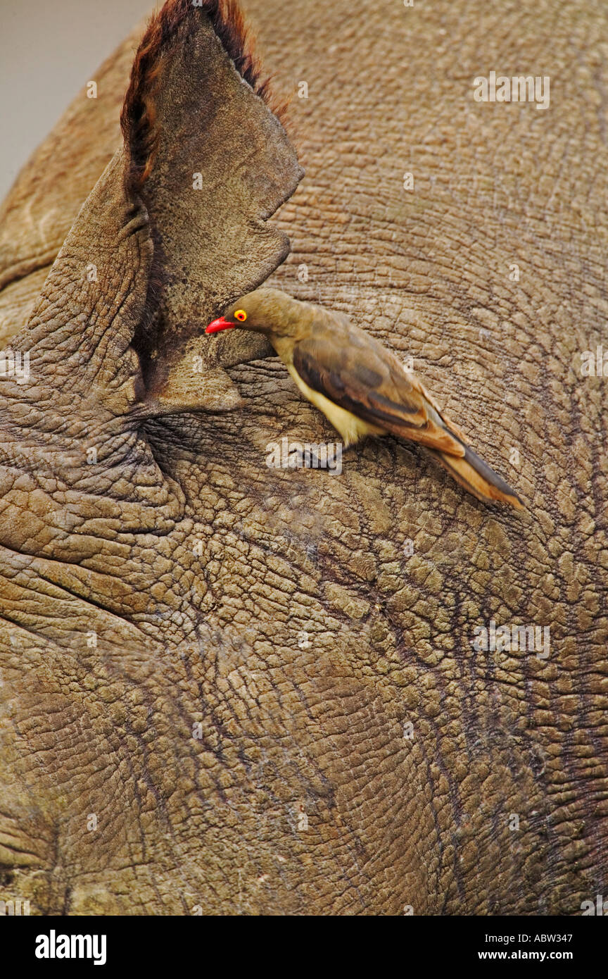 Black Rhinoceros Diceros bicornis Adult bull with redbilled oxpeckers ...