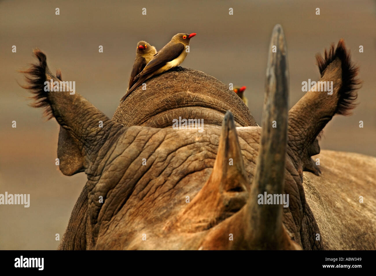 Black Rhinoceros Diceros bicornis Adult bull with redbilled oxpeckers ...