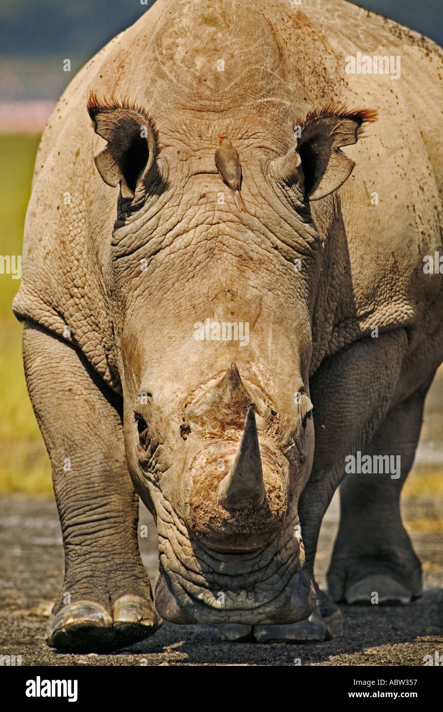 White Rhino Ceratotherium simum With redbilled oxpeckers looking for ...