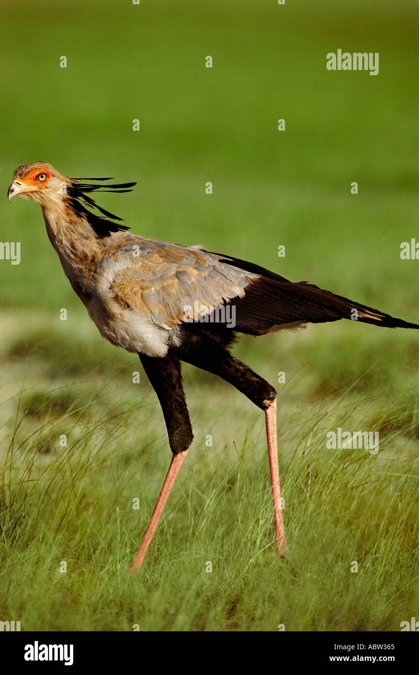 Secretary bird Sagittarius serpentarius Hunting by walking through ...