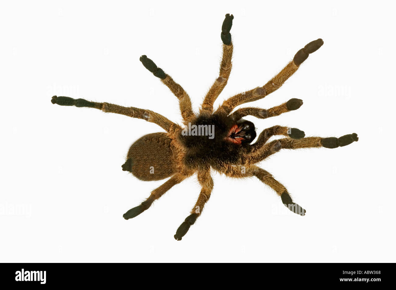 Baboon spider. View from below. Family Theraphosidae Dist South Africa ...