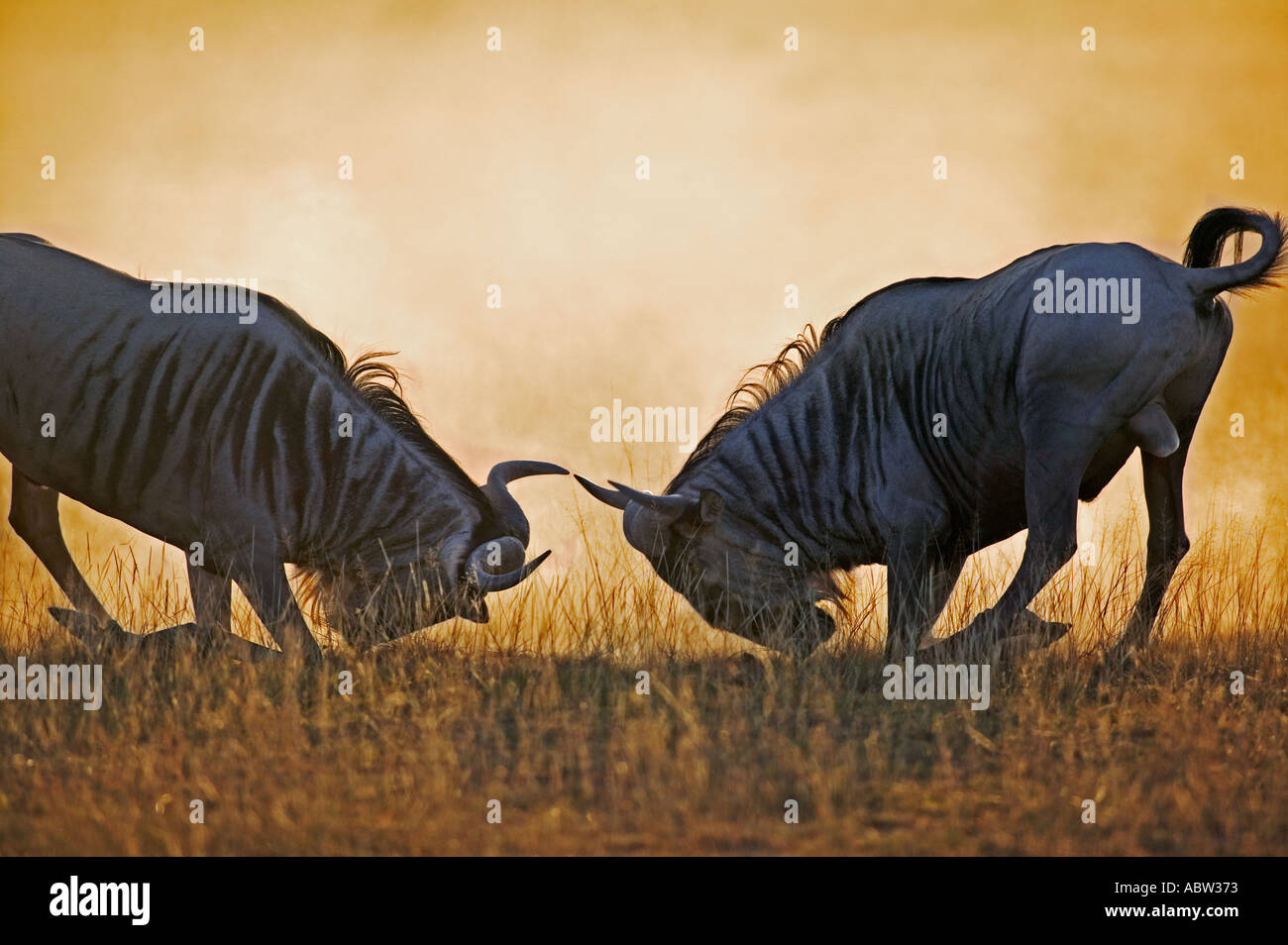 Blue Wildebeest Connochaetes taurinus Rutting bulls fight for dominance ...