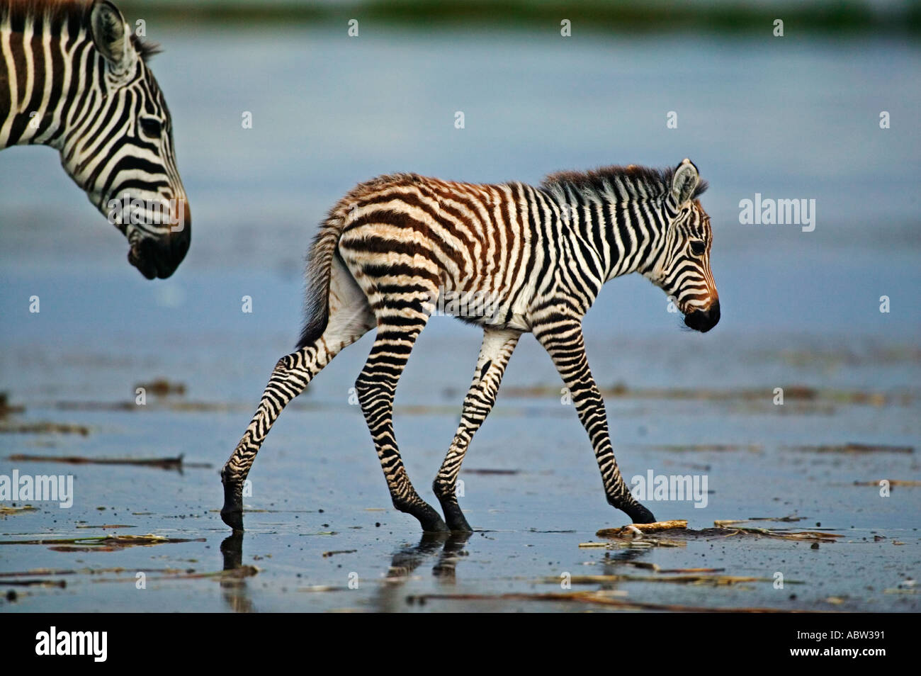 Burchells zebra Equus burchelli Adult with foal Lake Nakuru National ...