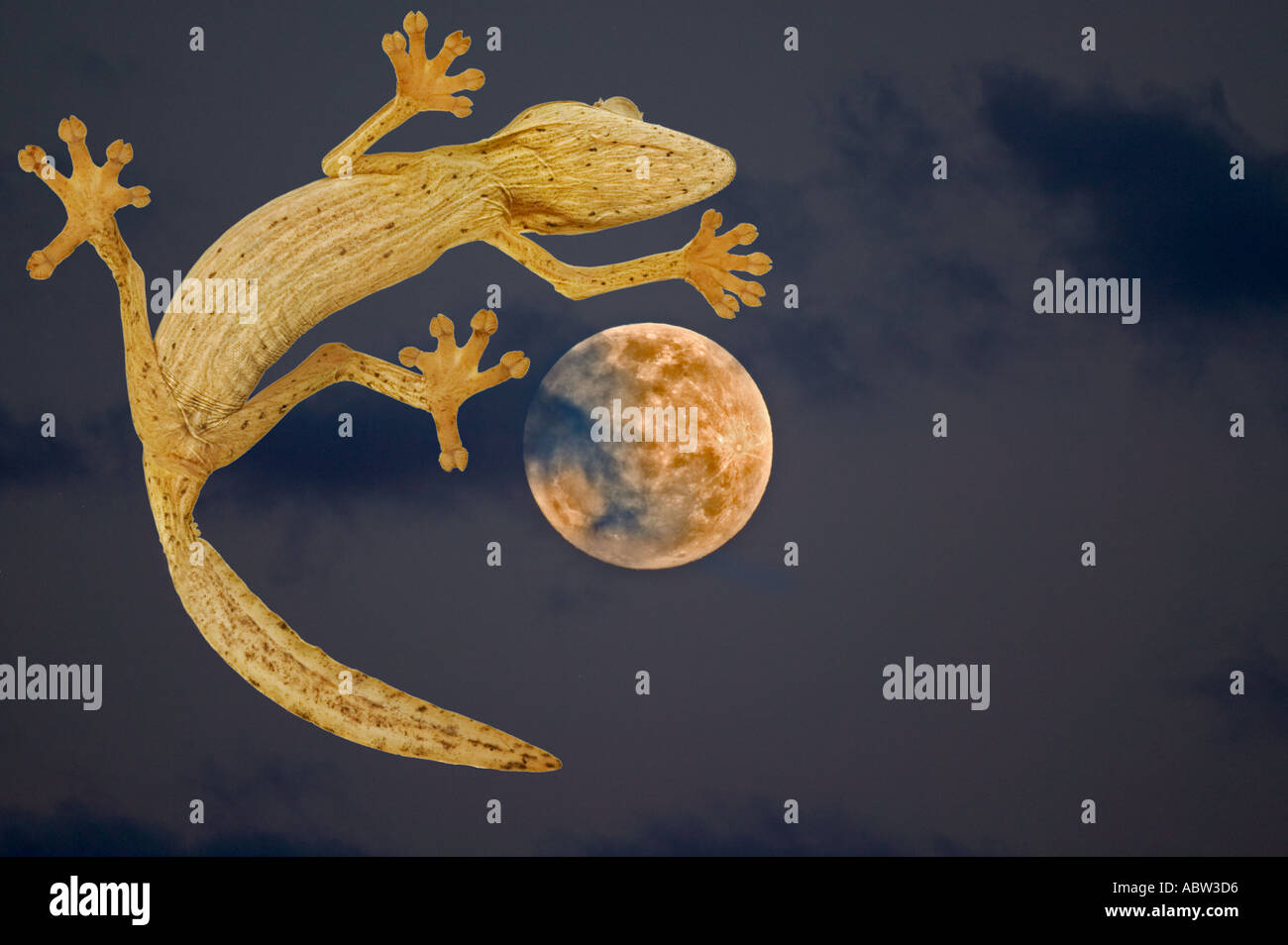 Lined Leaf tailed Gecko Uroplatus lineatus With moon Dist Madagascar ...