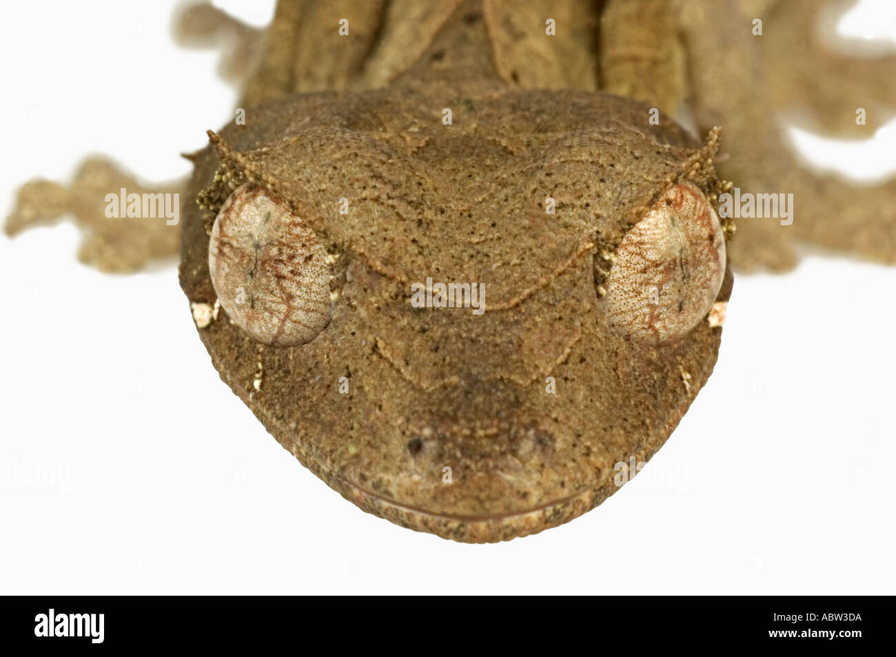 Leaf tailed gecko Uroplatus phantasticus Camouflaged to resemble dry ...
