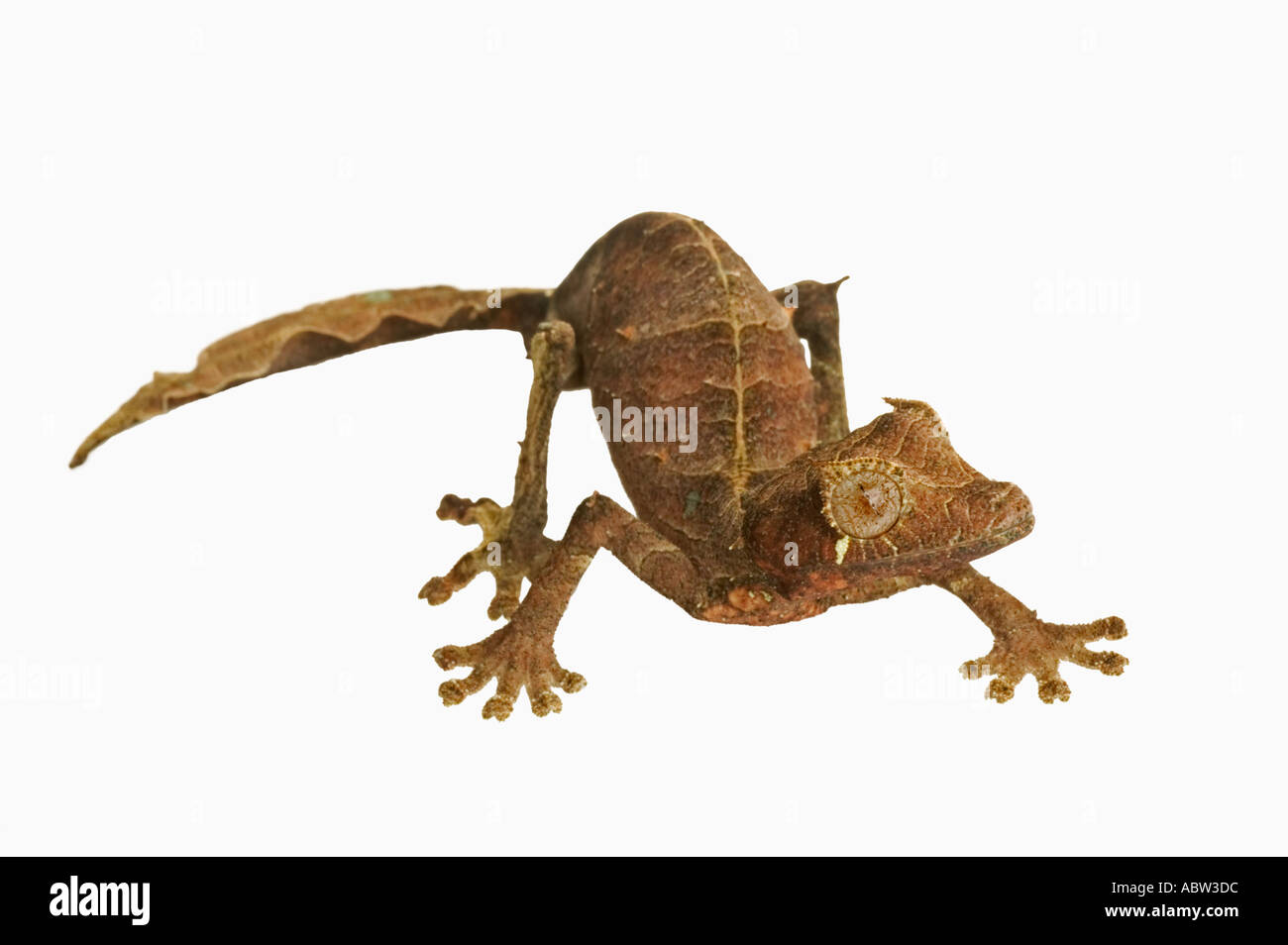 Leaf tailed gecko Cut Out Stock Images & Pictures - Alamy