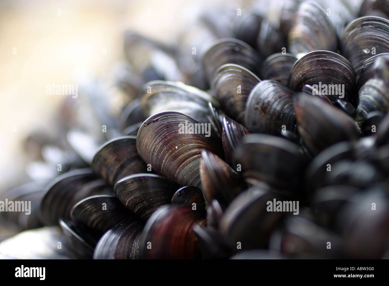 Mussels rock hi-res stock photography and images - Alamy