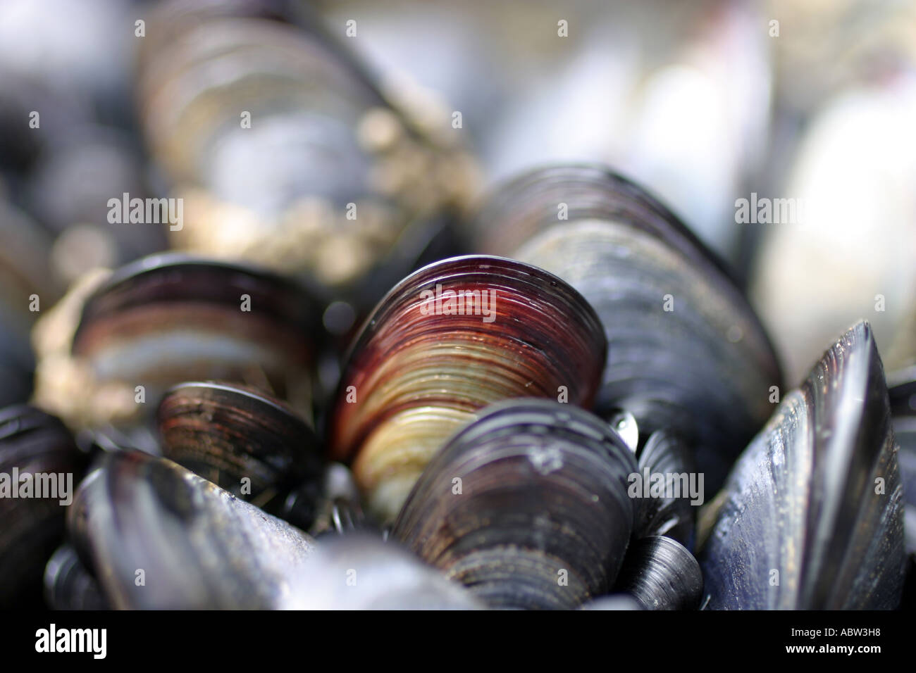 Mussels, Cornwall, England Stock Photo - Alamy