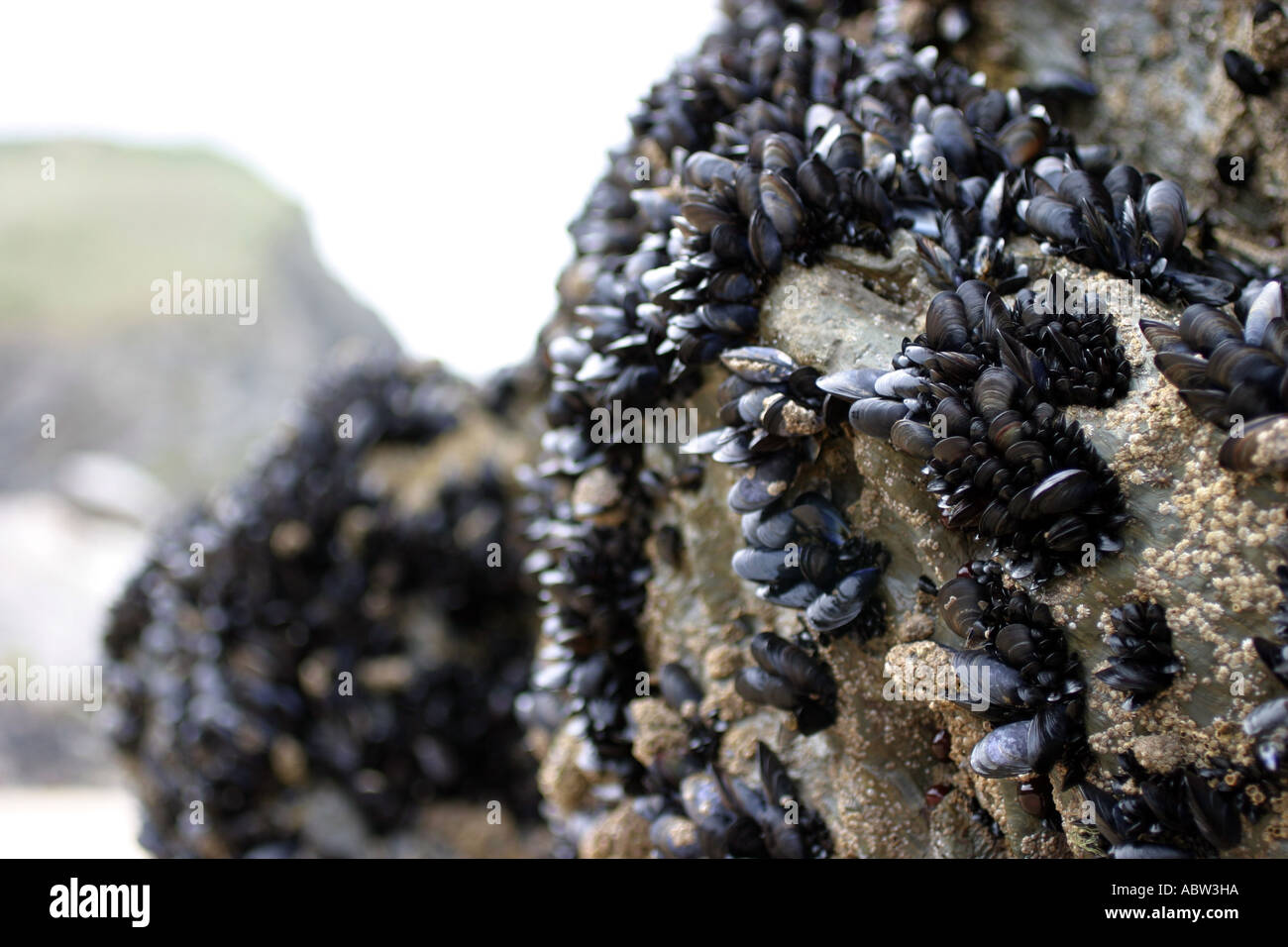 Mussels, Cornwall, England Stock Photo - Alamy