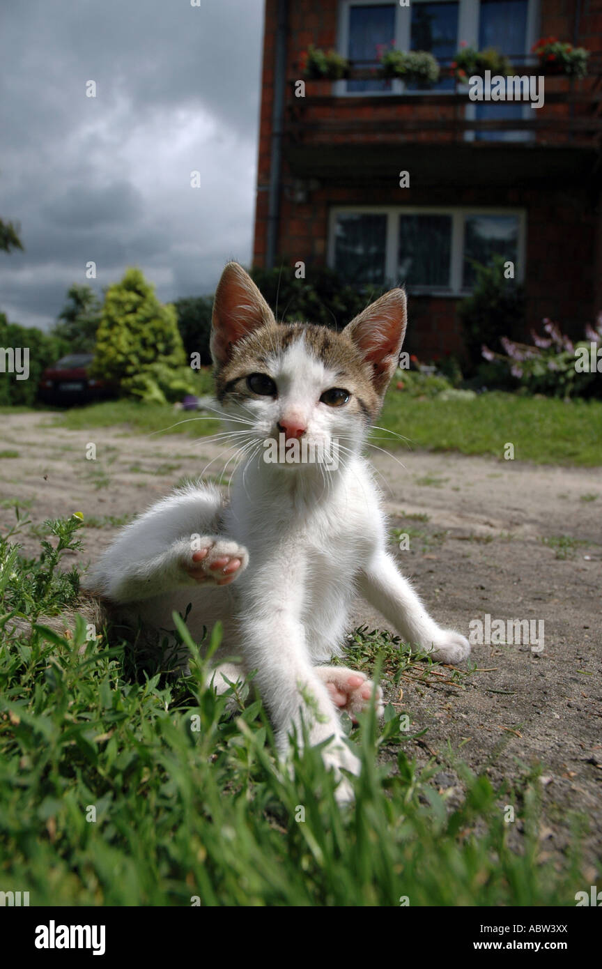 Little cat scratching oneself Stock Photo - Alamy