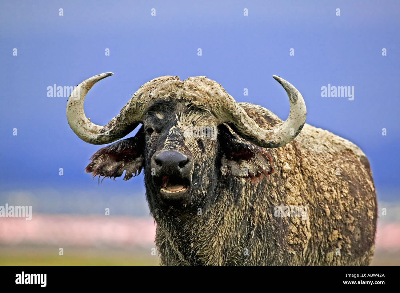 Male african buffalo african bull buffalo hi-res stock photography and ...