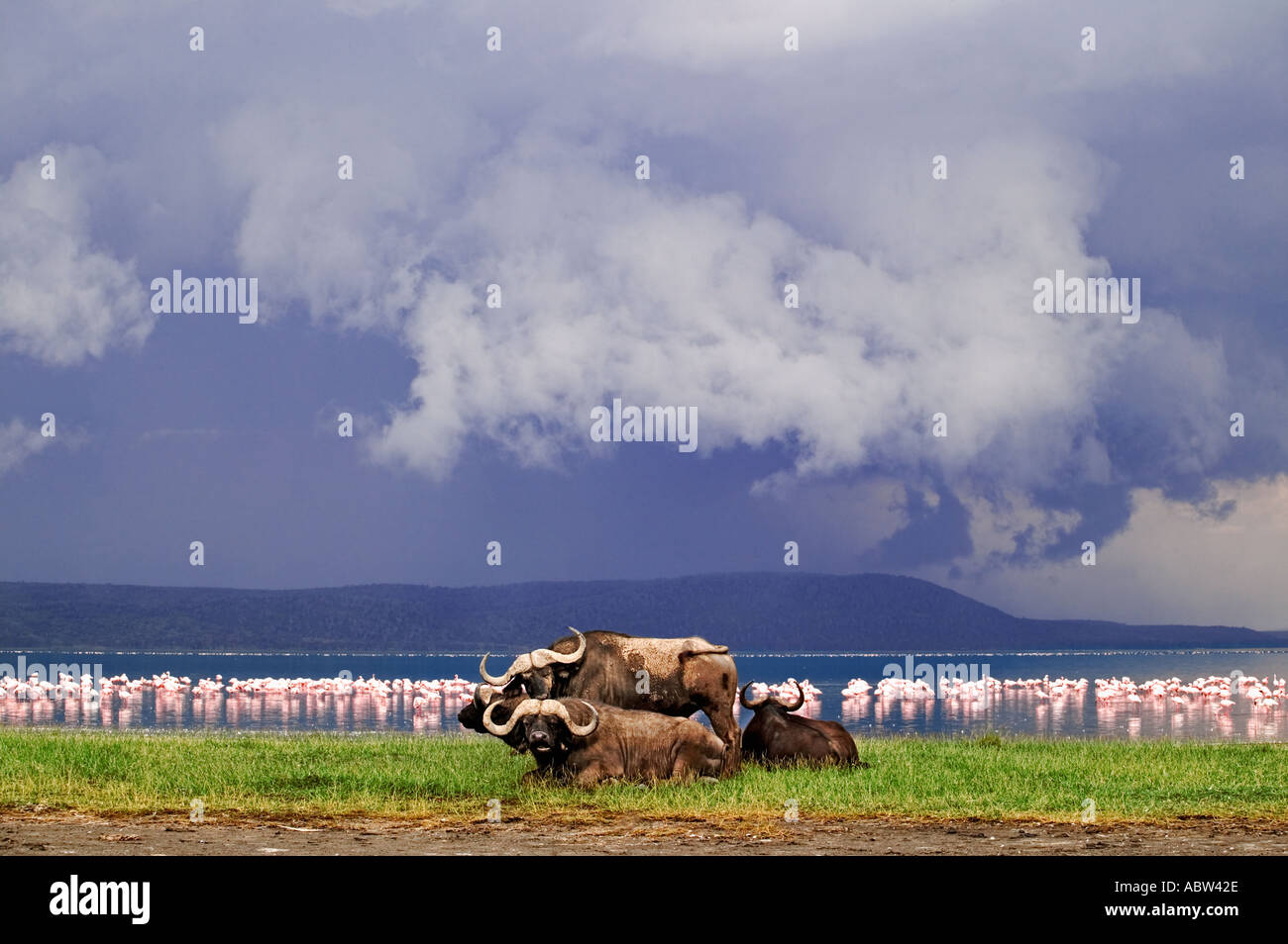Buffalo in rain hi-res stock photography and images - Alamy