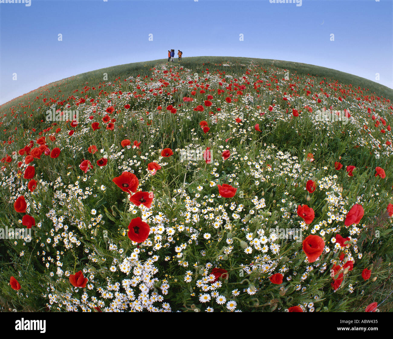 Globe marsh hi-res stock photography and images - Alamy