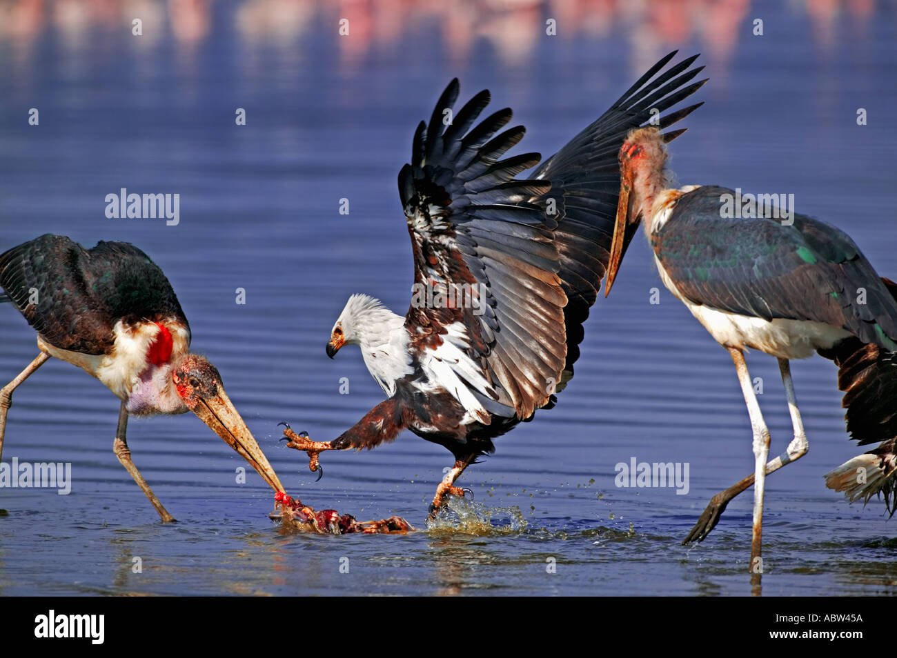 Two marabou storks hi-res stock photography and images - Alamy