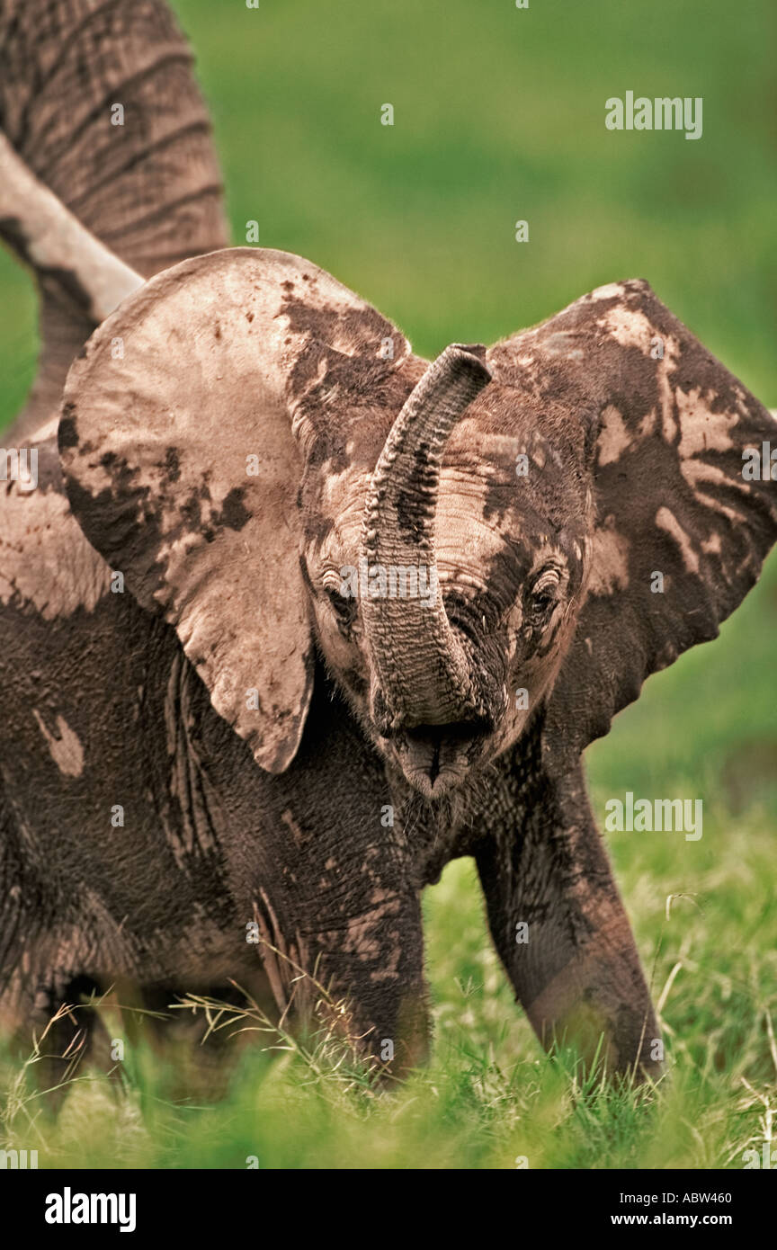 Elephant using trunk hi-res stock photography and images - Alamy