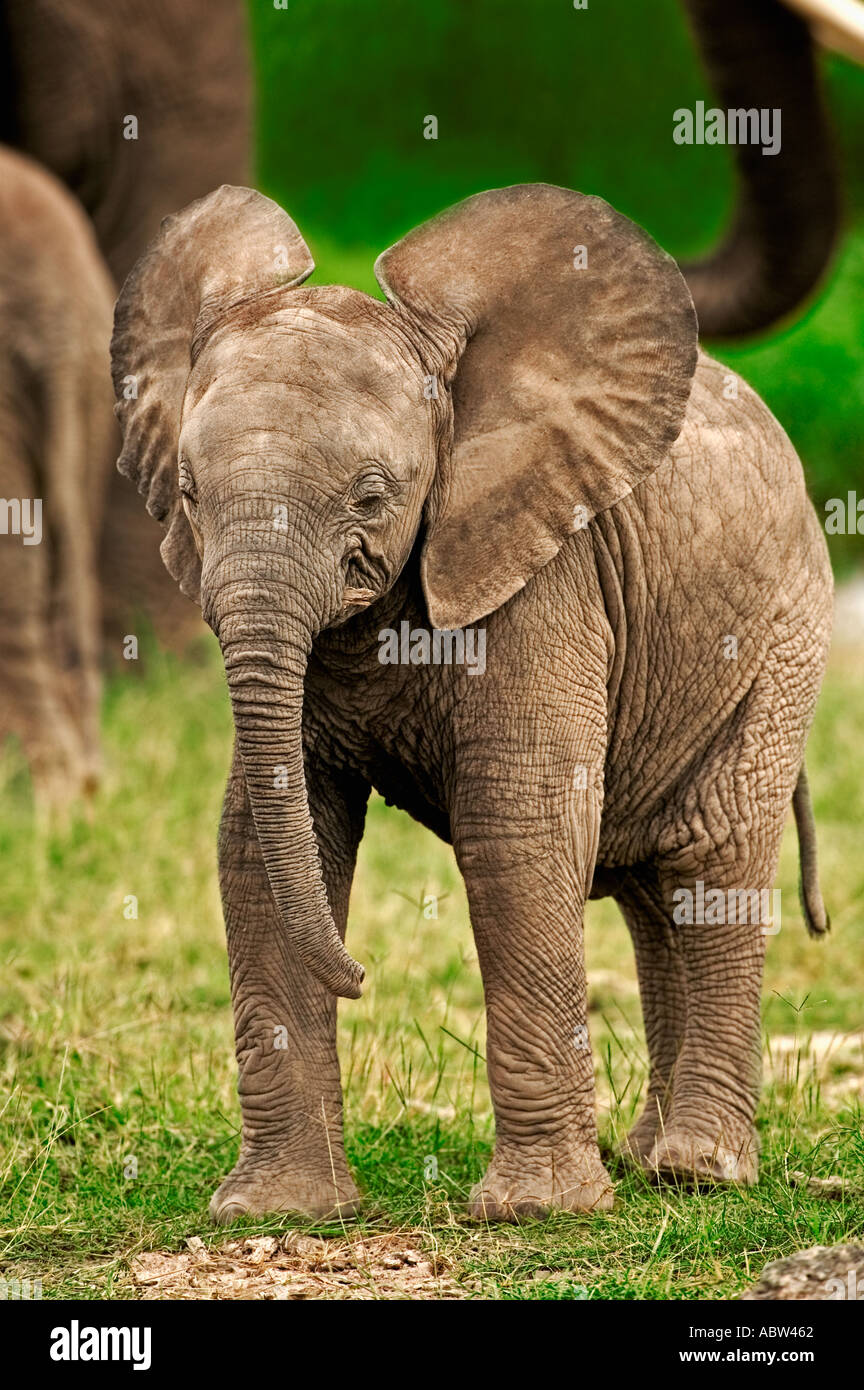 African Elephant Cute Baby