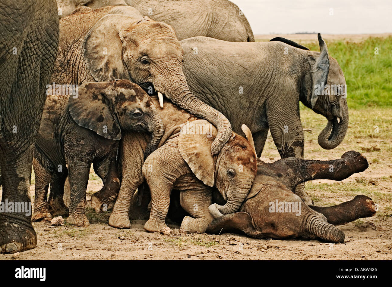 African elephant Loxodonta africana Calves lie down to sleep while ...