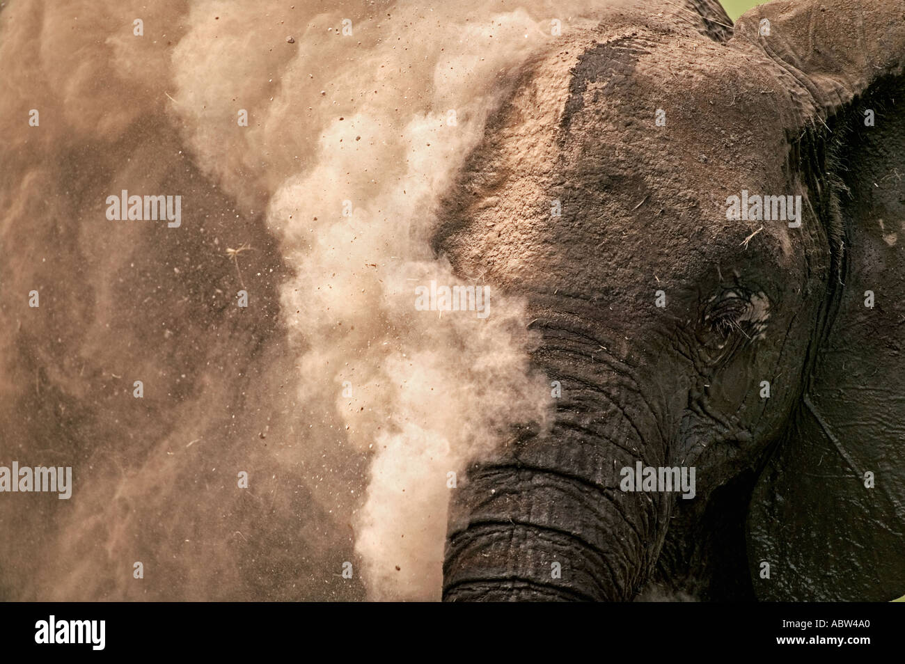 Elephant dust bathing hi-res stock photography and images - Alamy