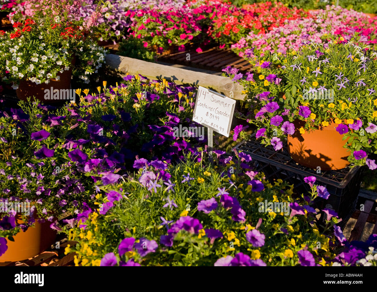 Flowers for sale at a nursery Stock Photo - Alamy