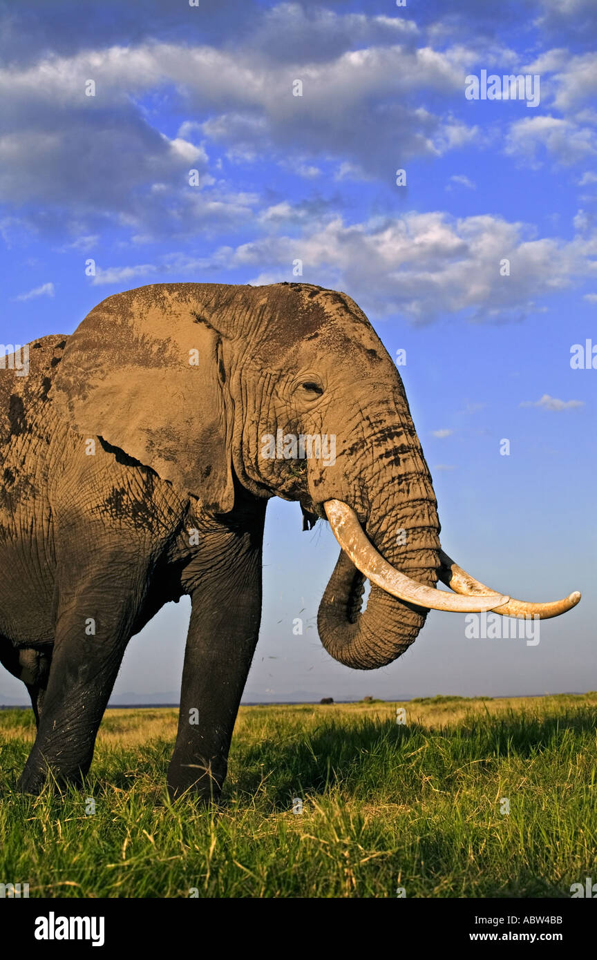 Large bull elephant amboseli national hi-res stock photography and ...