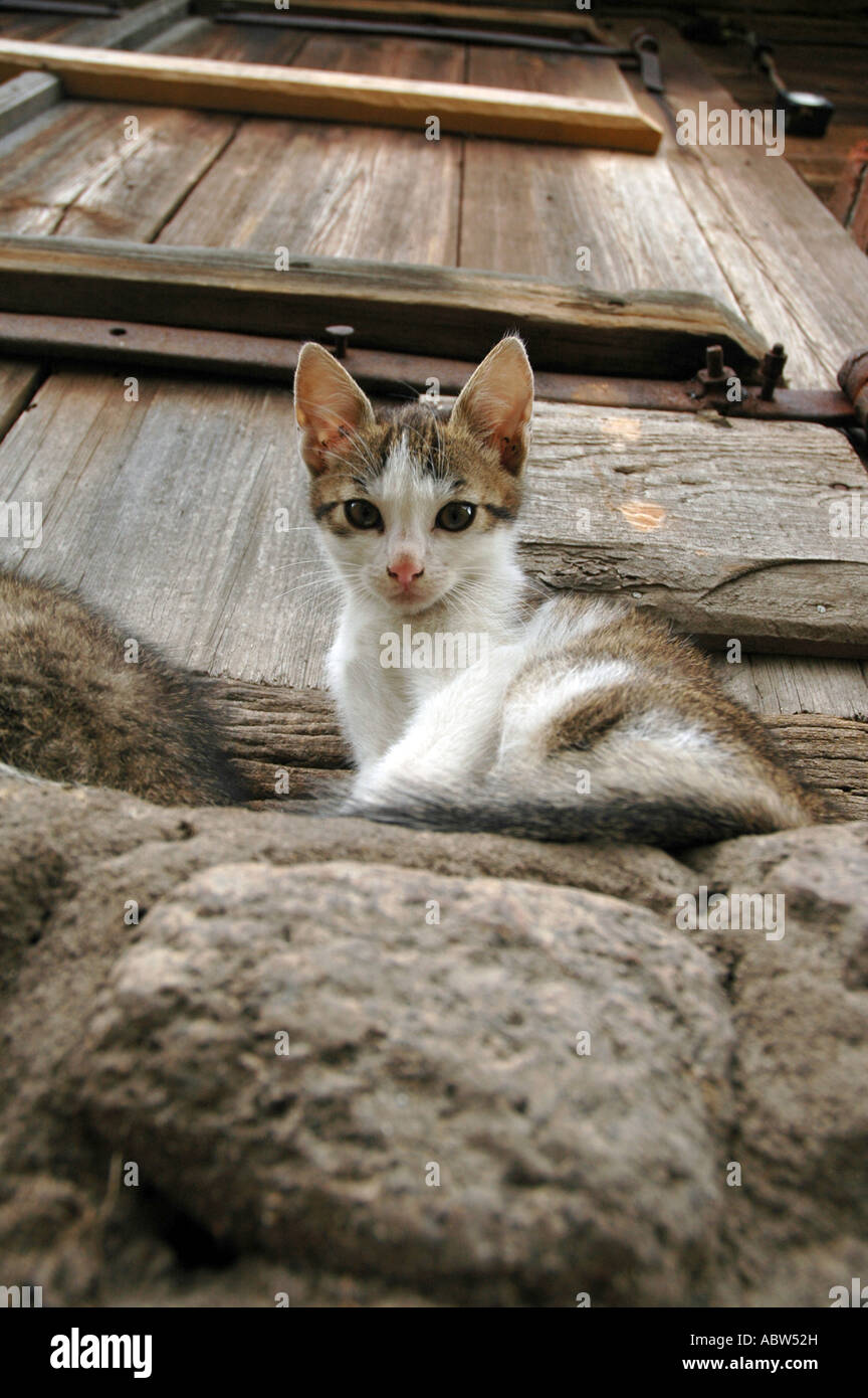 Small cat playing on a country backyard Stock Photo - Alamy