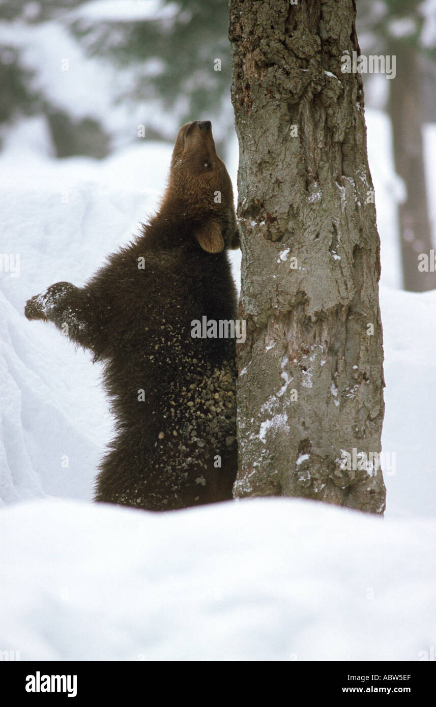 Bear rubbing tree hi-res stock photography and images - Alamy