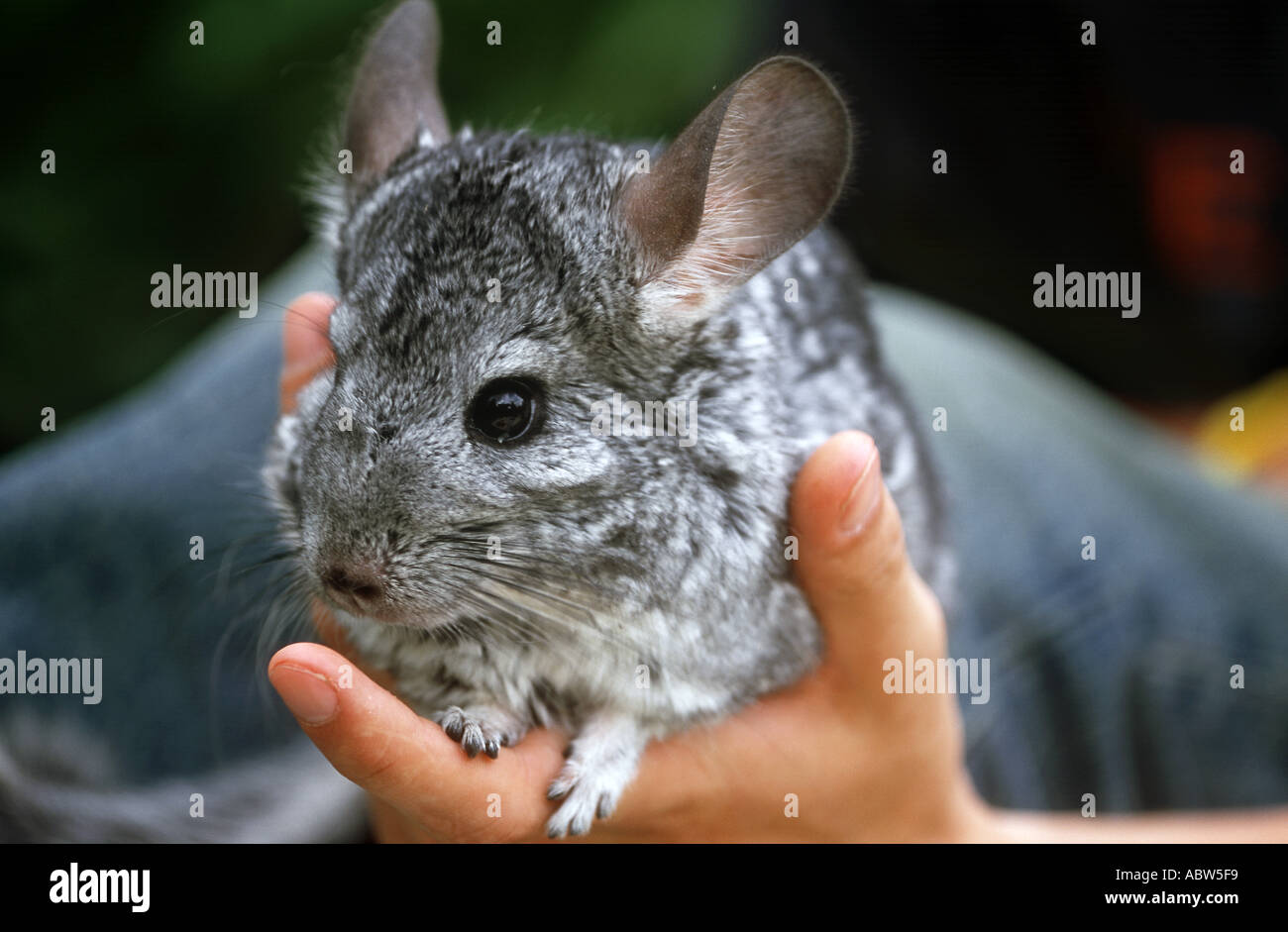 Chinchillas with humans hi-res stock photography and images - Alamy