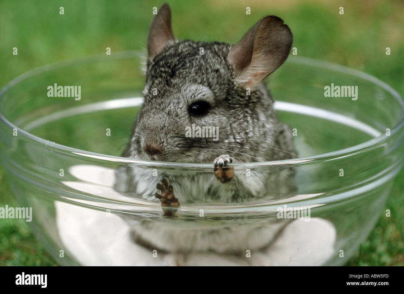 Chinchilla bath hi-res stock photography and images - Alamy