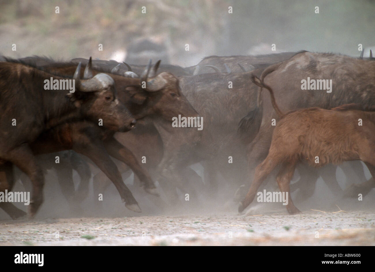 Cape buffalo herd running hi-res stock photography and images - Alamy