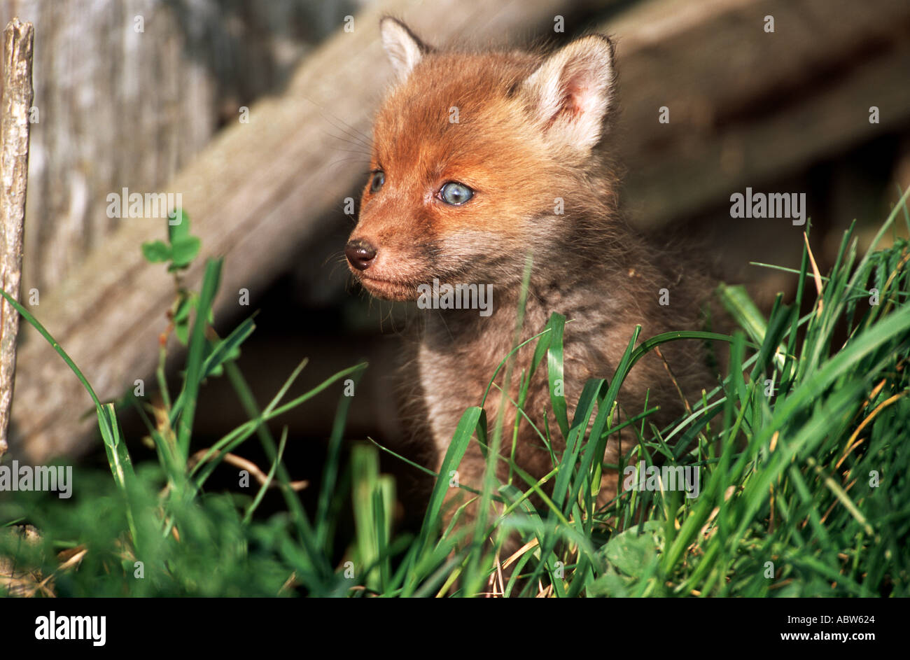 red fox on meadow / Vulpes vulpes Stock Photo - Alamy