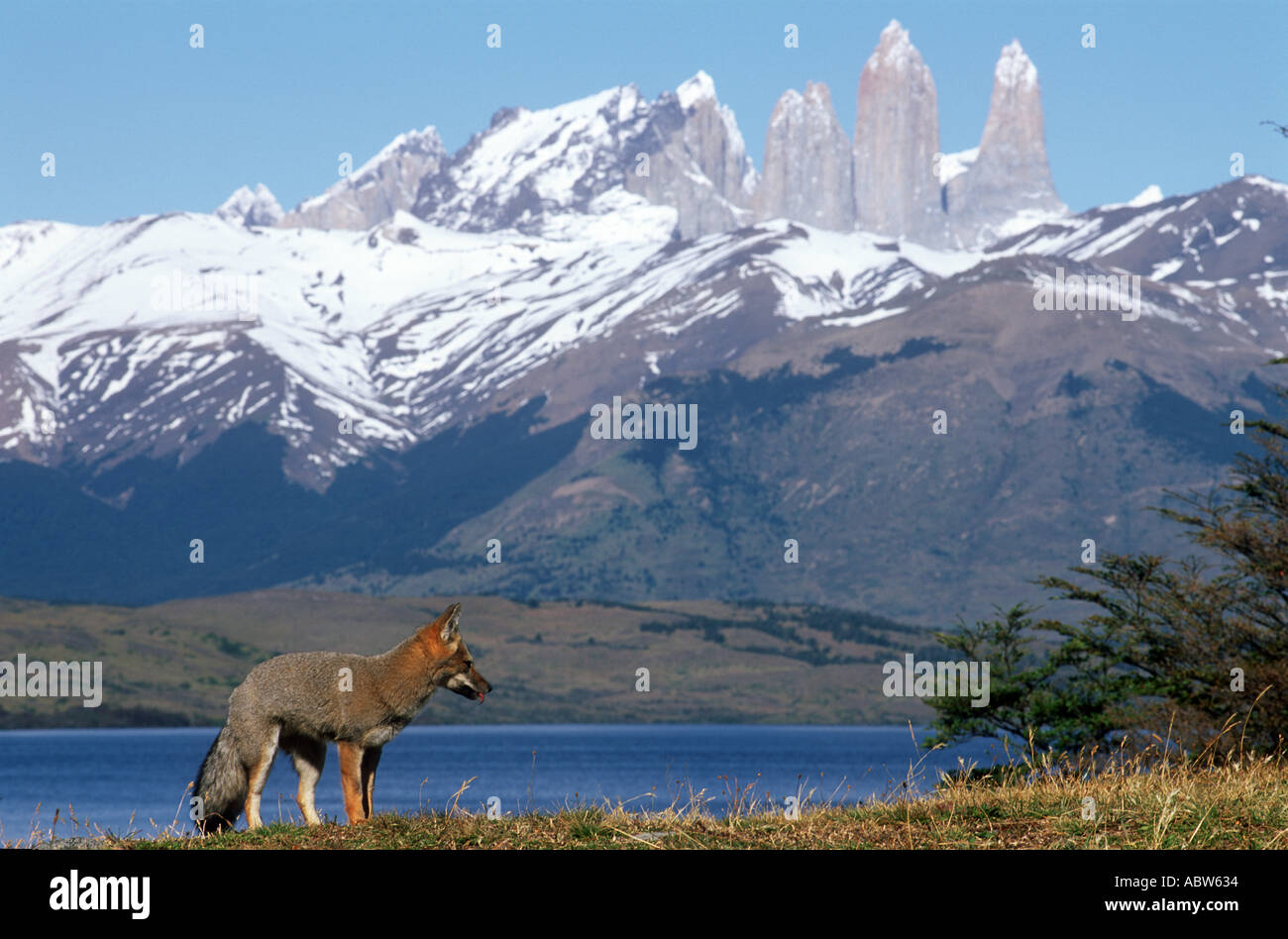 Lycalopex gymnocercus hi-res stock photography and images - Alamy