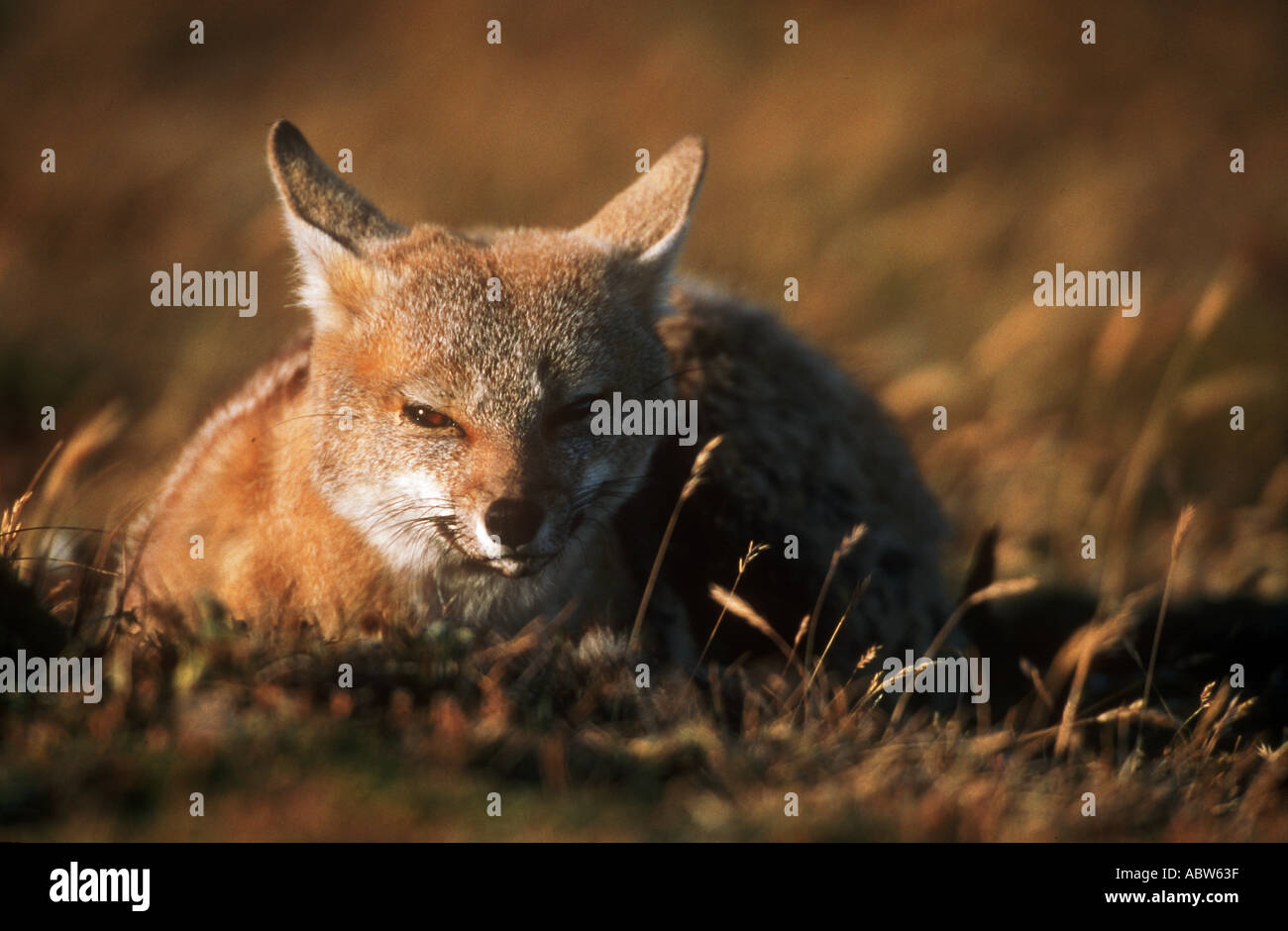 Pampas Fox (Lycalopex gymnocercus). Adult lying Stock Photo - Alamy