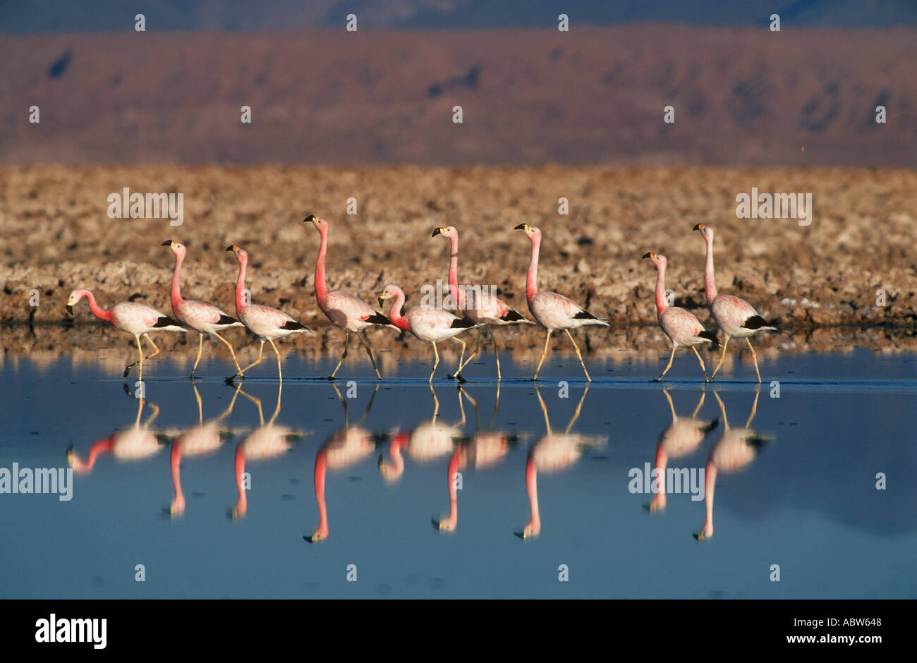 andean flamingos in water / phoenicopterus andinus Stock Photo - Alamy