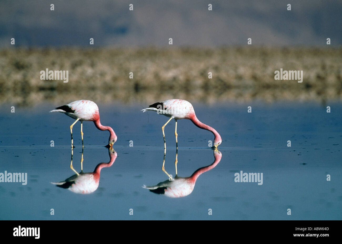 two andean flamingos / phoenicopterus andinus Stock Photo - Alamy