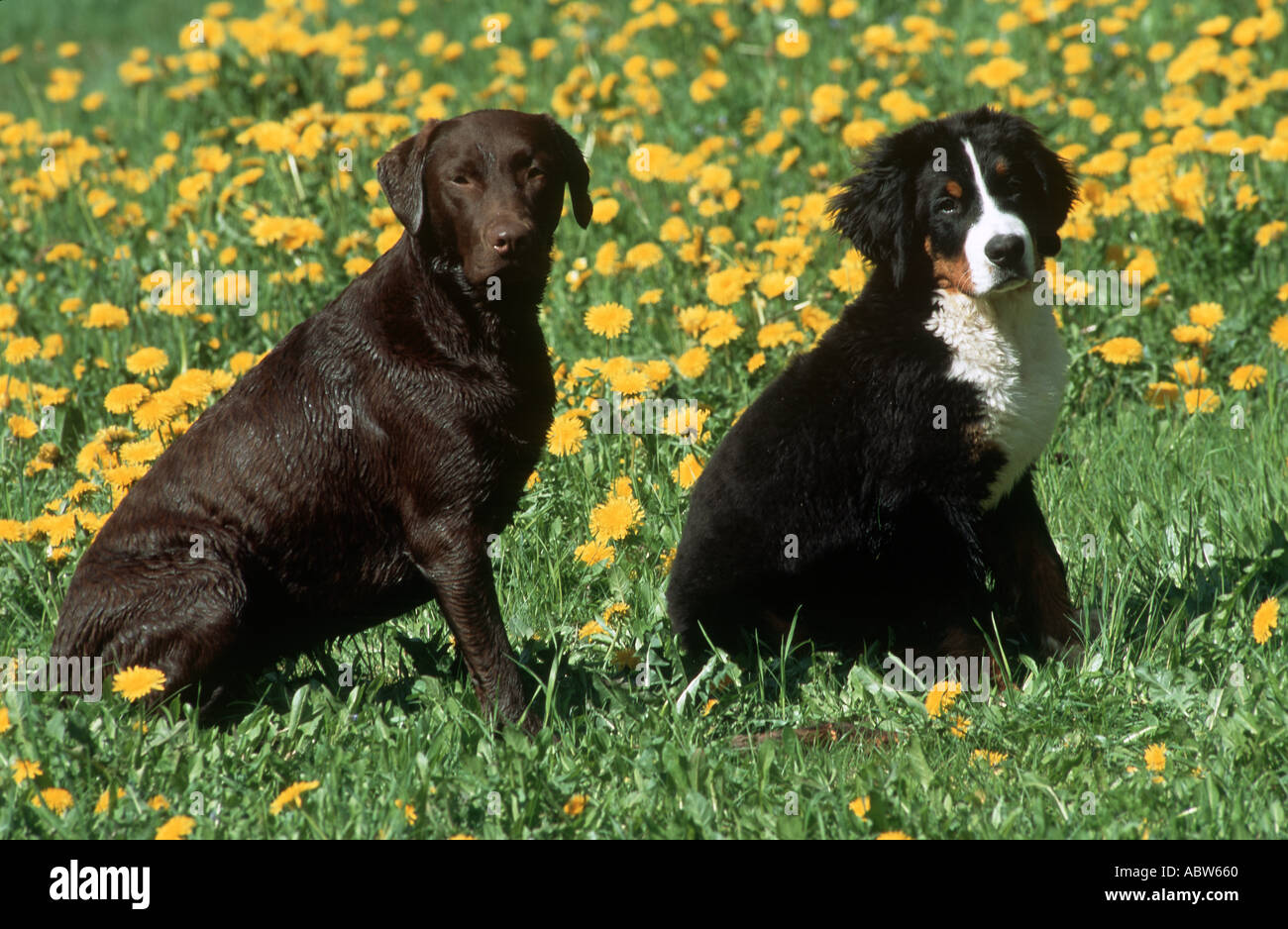 Labrador pup sat hi-res stock photography and images - Alamy