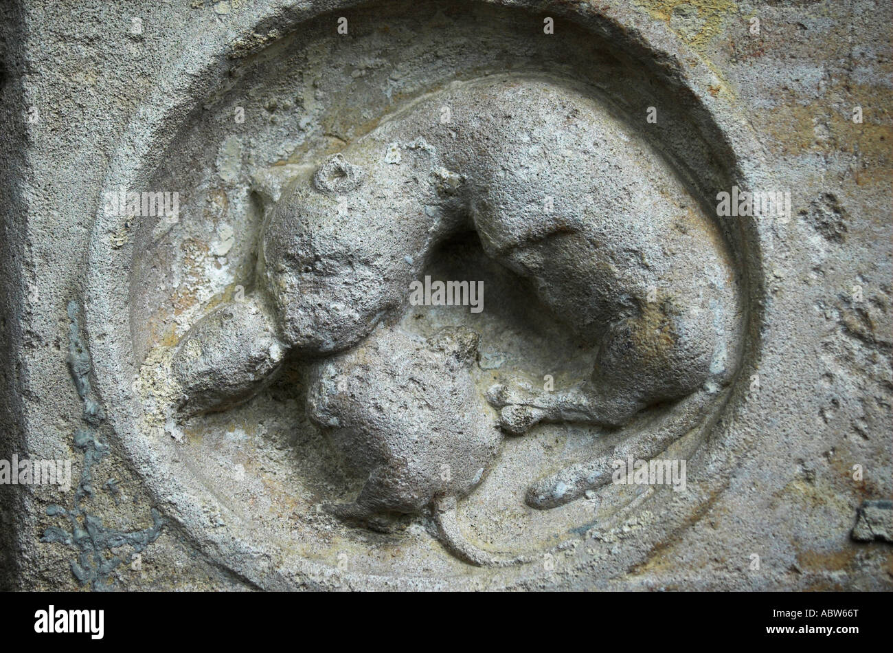 Cat with rat carving, Sees cathedral, France Stock Photo - Alamy