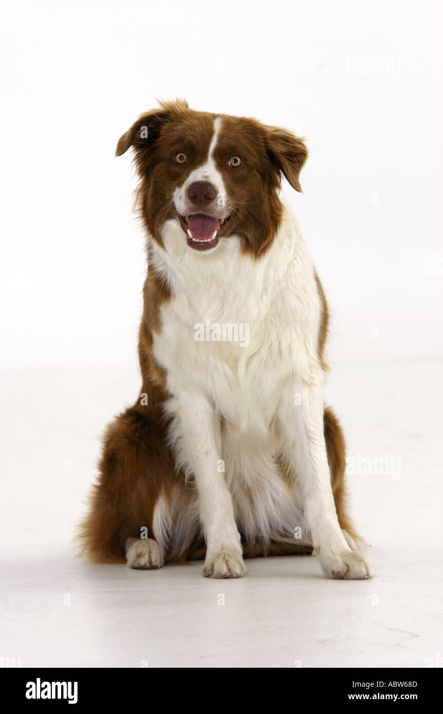 Border collie dog sitting cut hi-res stock photography and images - Alamy