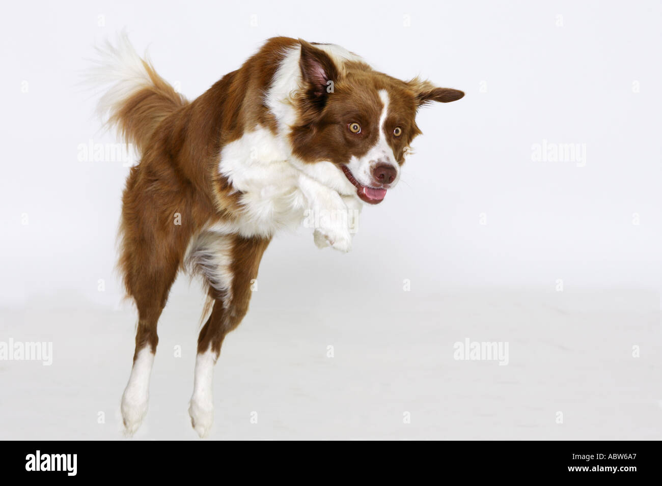 Dog is jumping Cut Out Stock Images & Pictures - Alamy