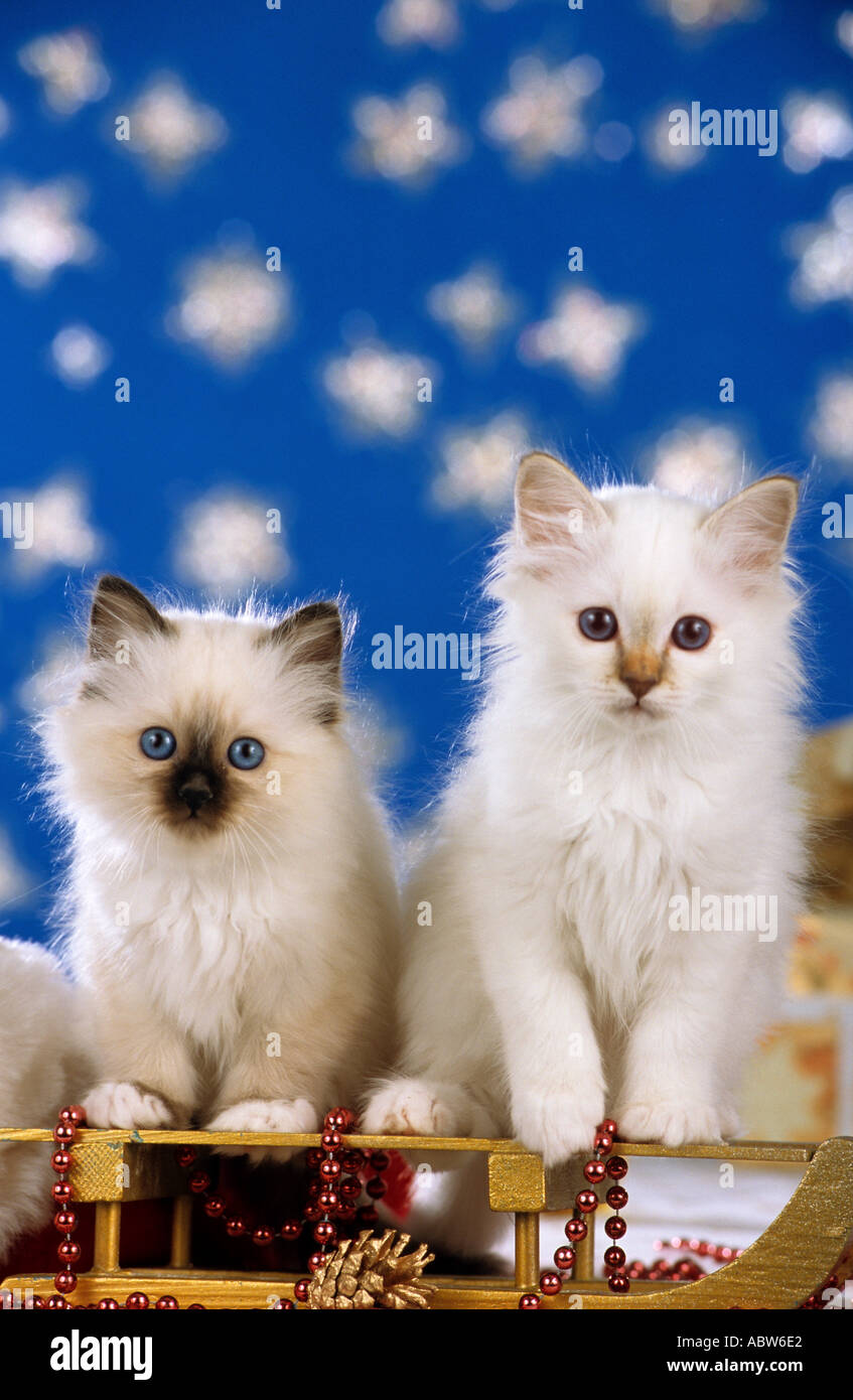Holy Burma Cat High Resolution Stock Photography and Images - Alamy