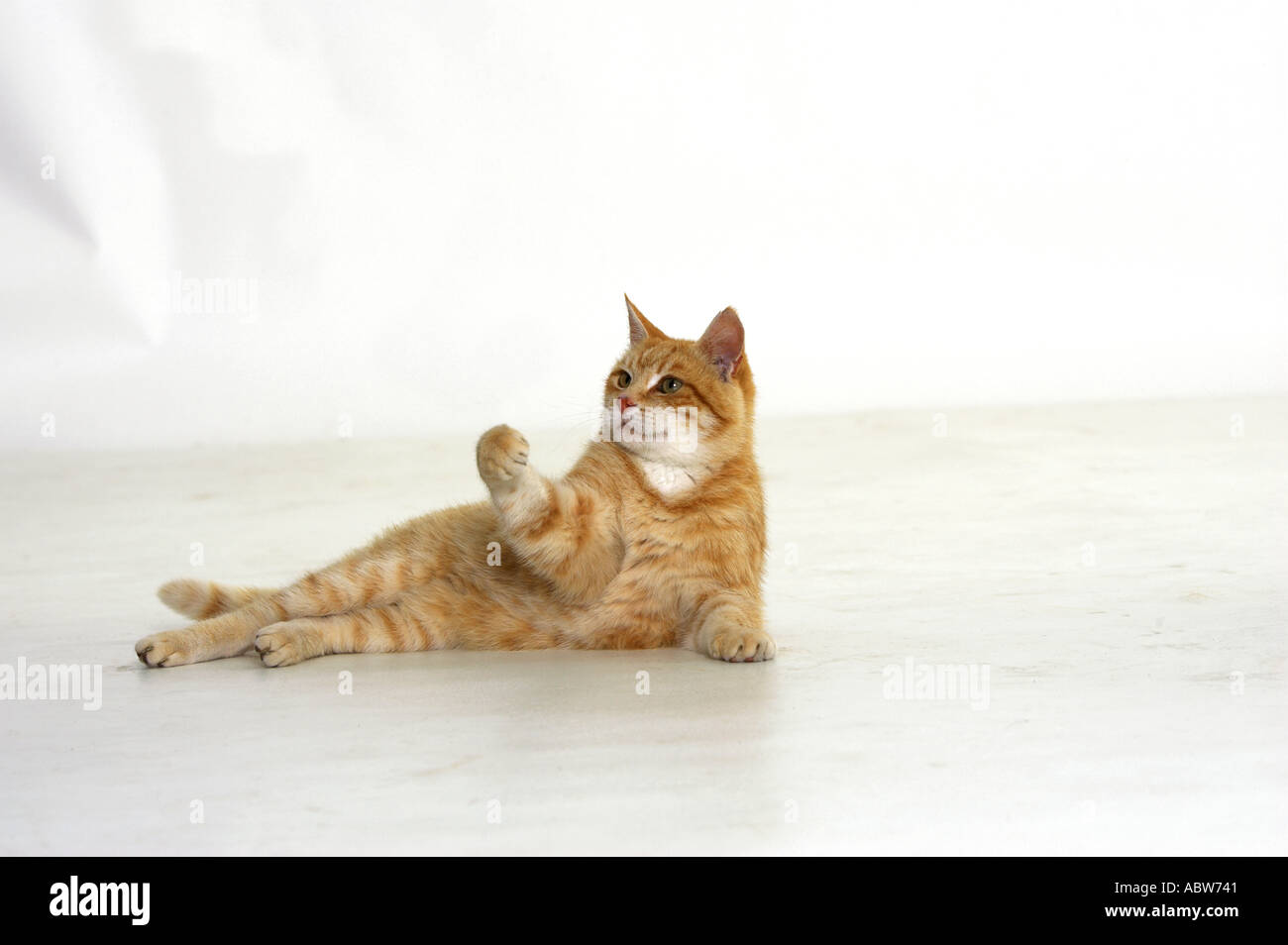domestic cat - lying - cut out Stock Photo - Alamy