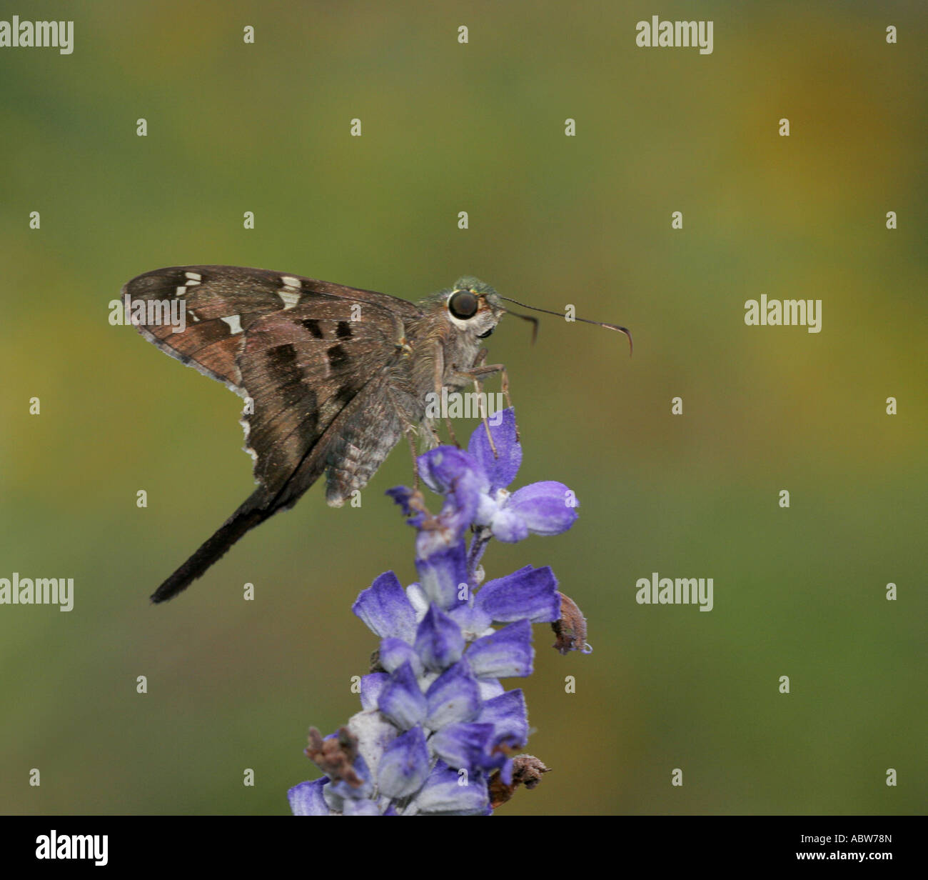 Long-tailed Skipper butterfly profile view Stock Photo - Alamy