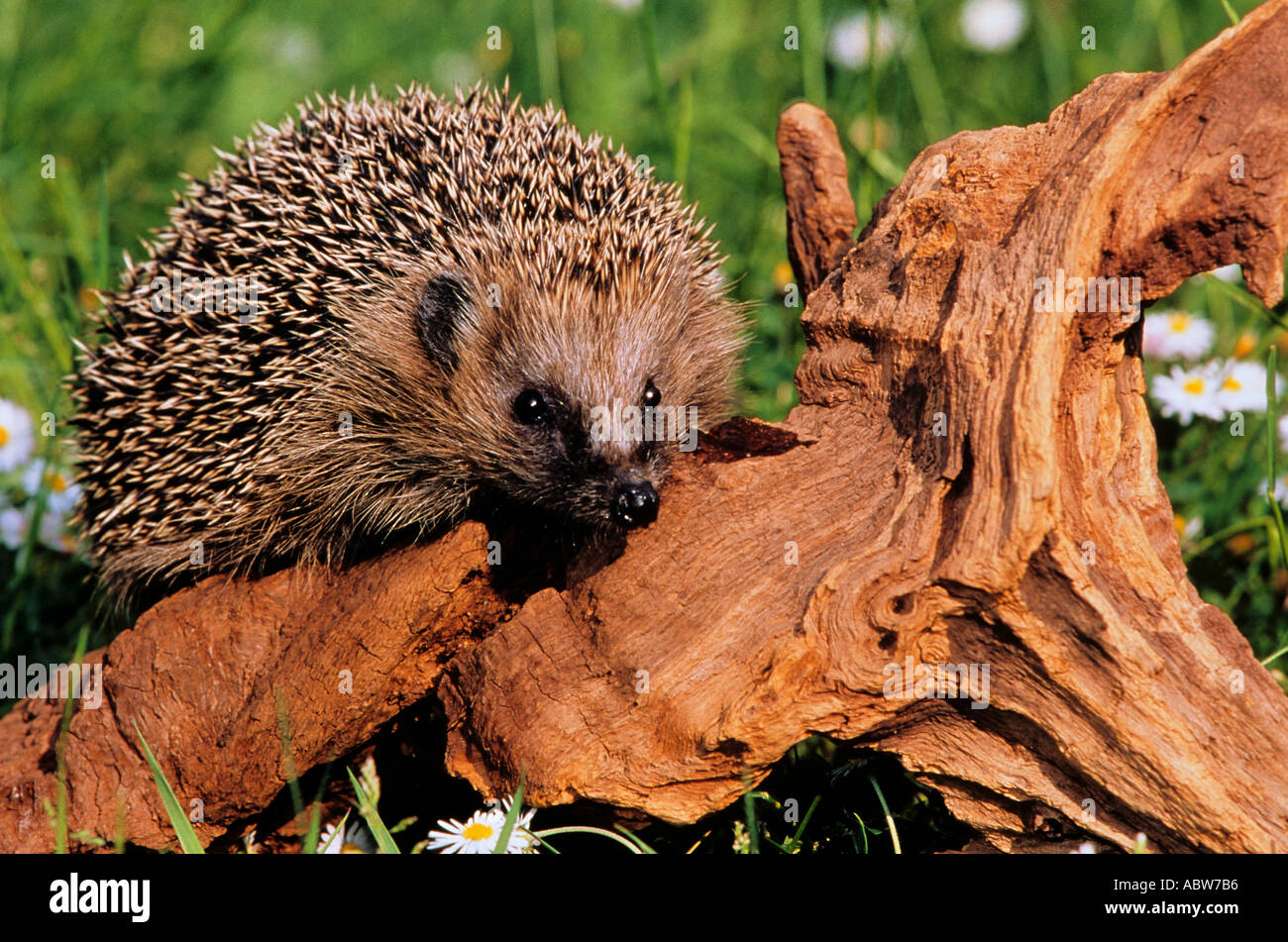 hedgehog - sitting on a tree trunk Stock Photo - Alamy